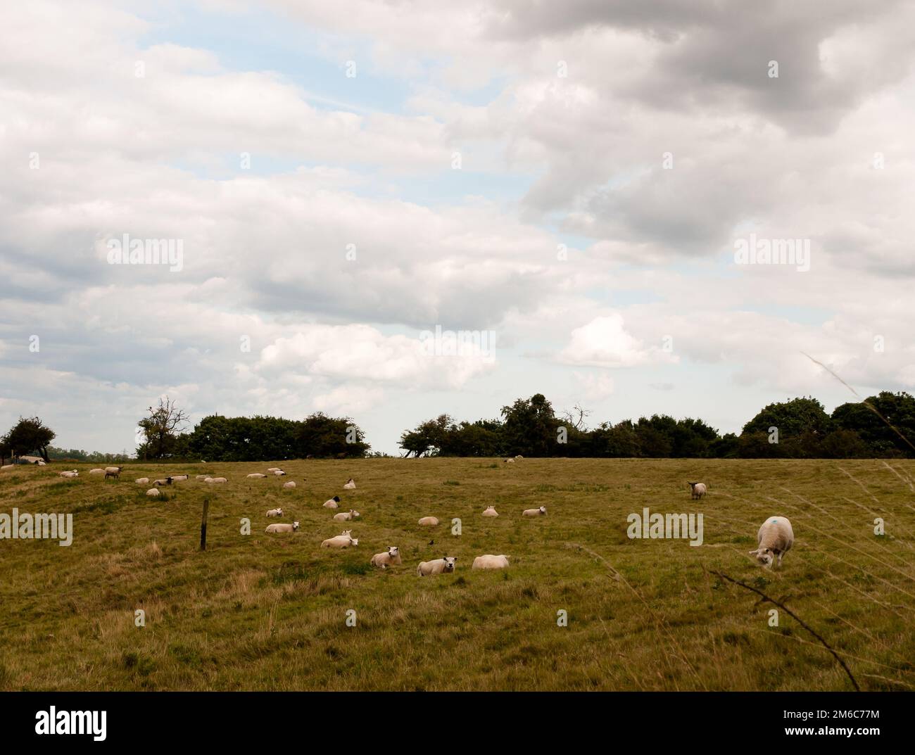 Uk sheep hi-res stock photography and images - Alamy