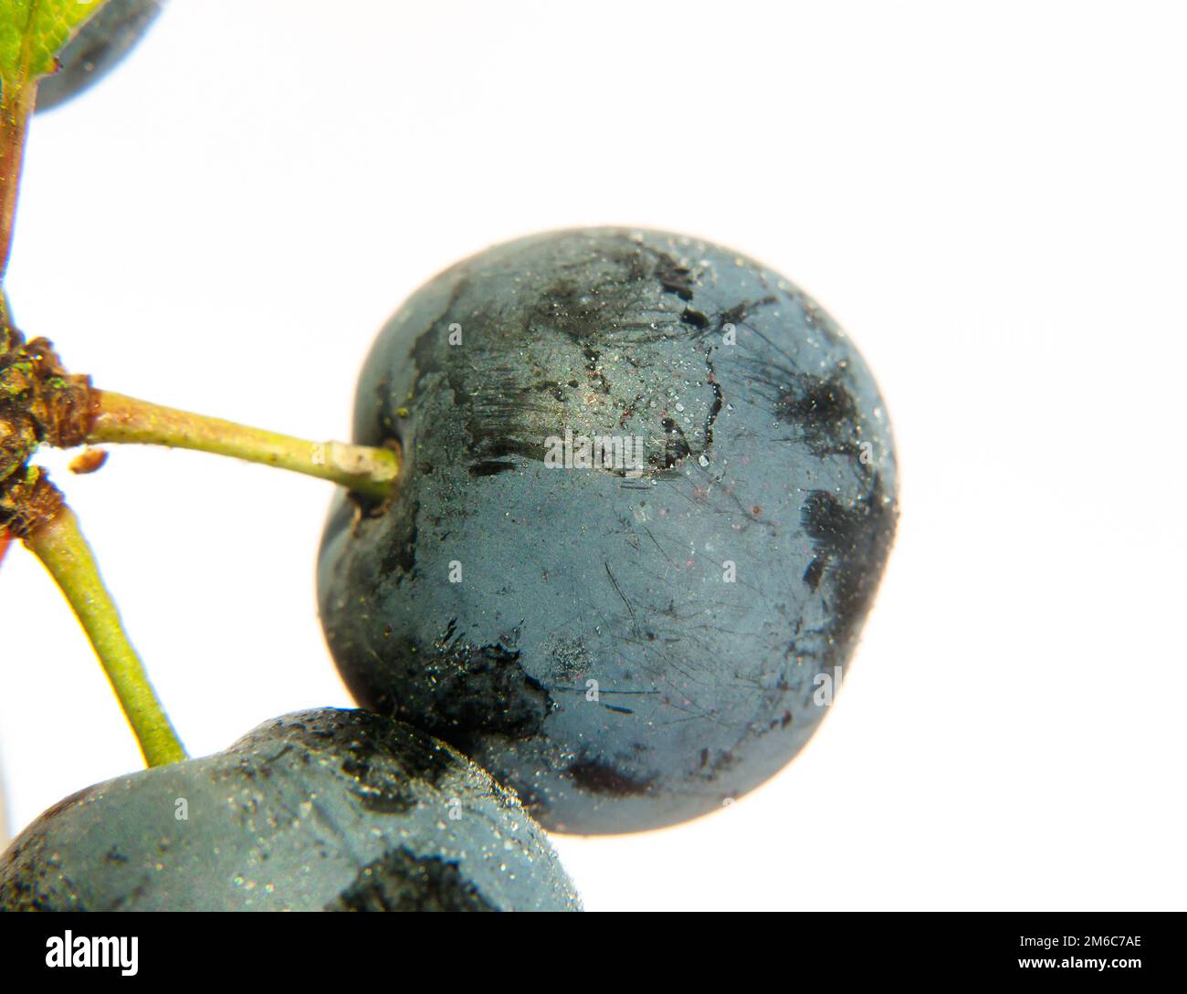 Close up of sloe berry on white background with water dew droplets wet ...