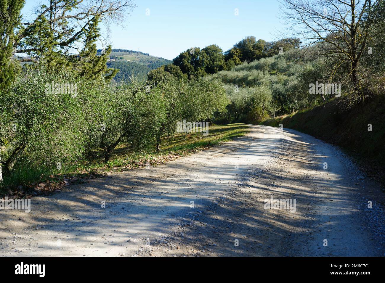 Typical Tuscan scenery with wineries, olive trees, and rolling hills ...