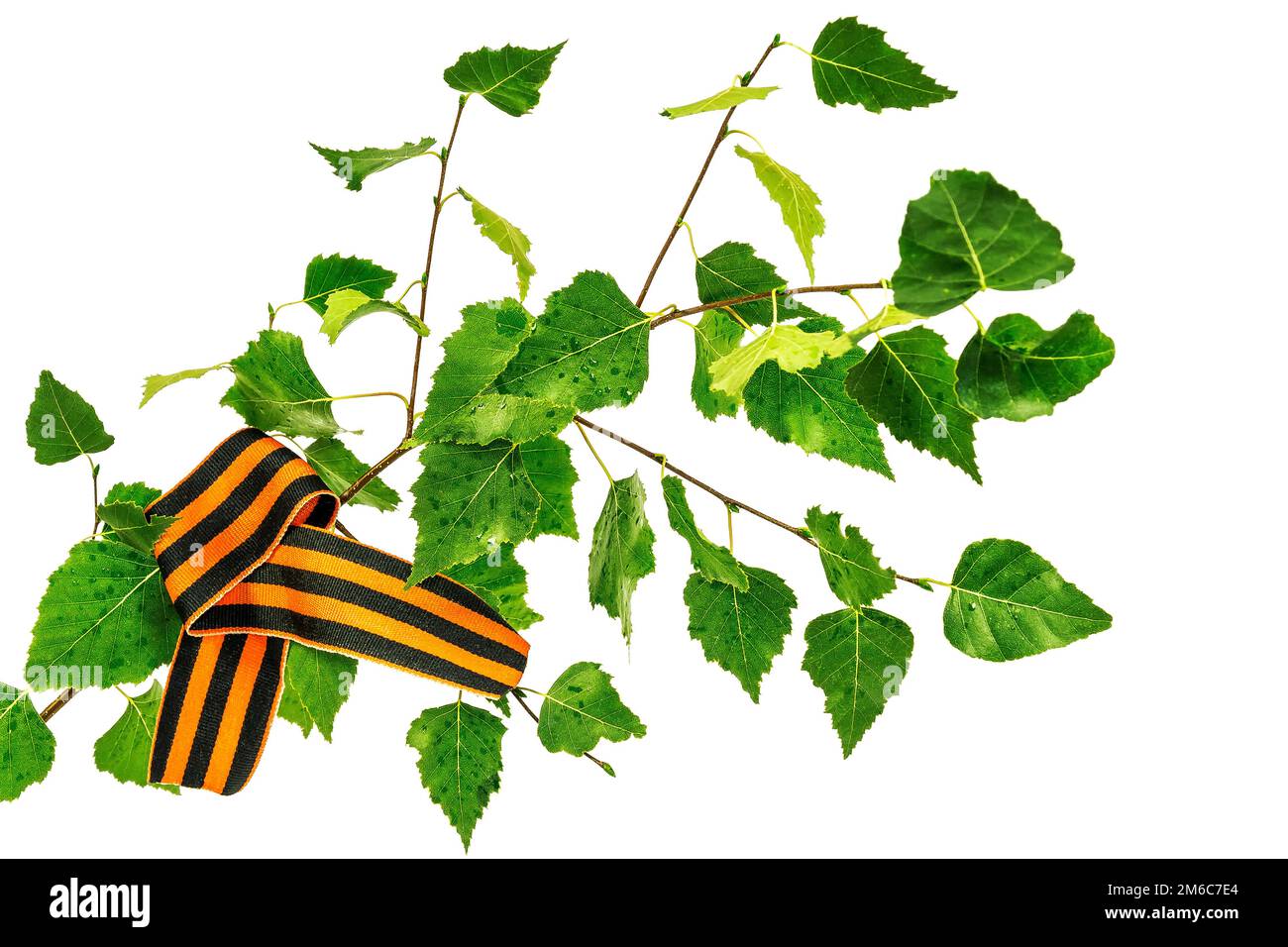 On a white background a birch branch with green leaves and a St. George ...