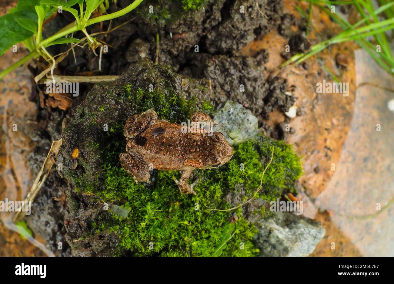 Little common european frog Stock Photo - Alamy