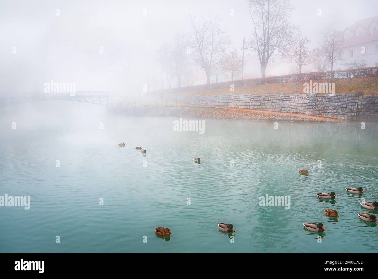 Famous ducks hi-res stock photography and images - Alamy