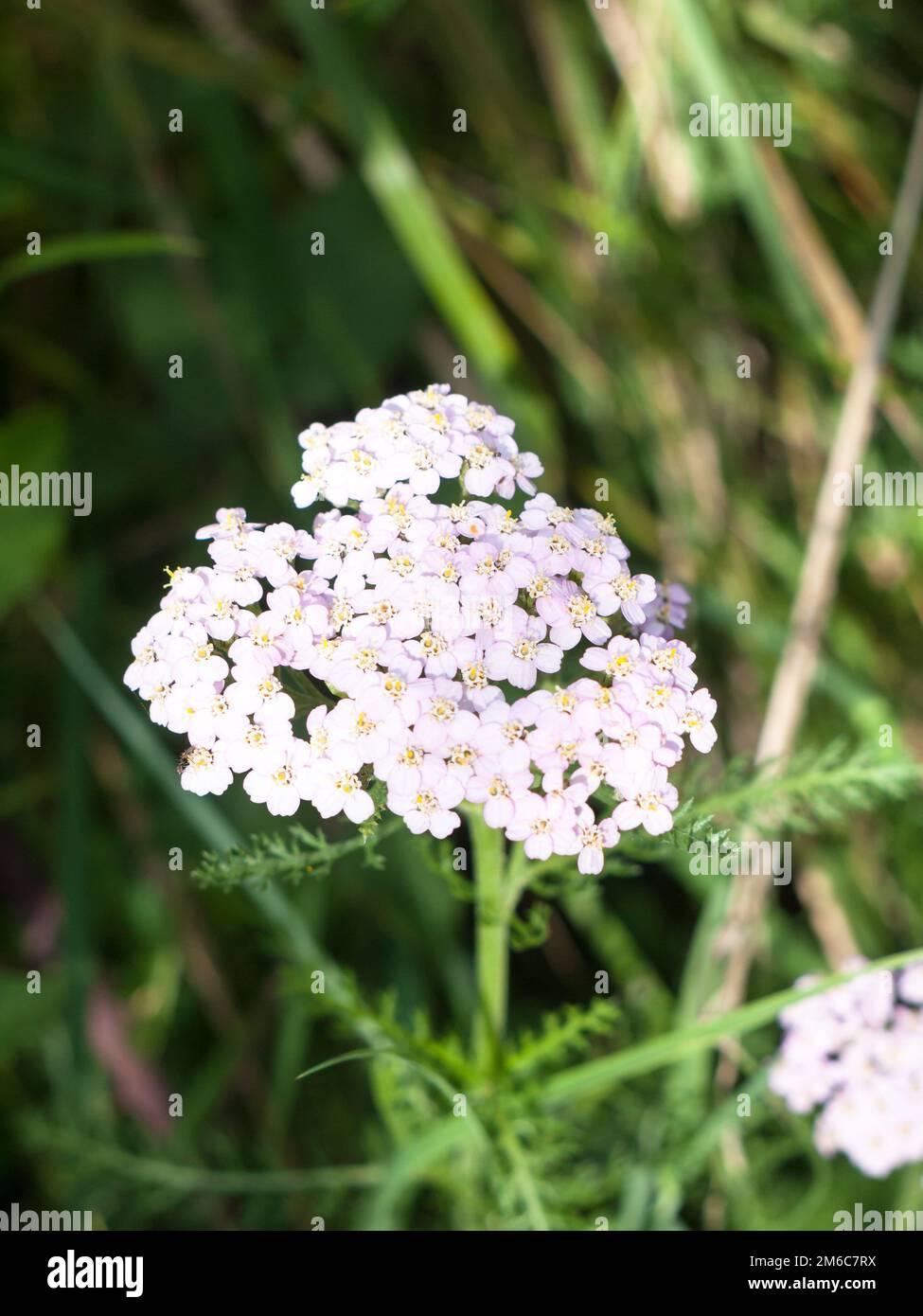 Beautiful white cow parsley plant hi-res stock photography and images ...