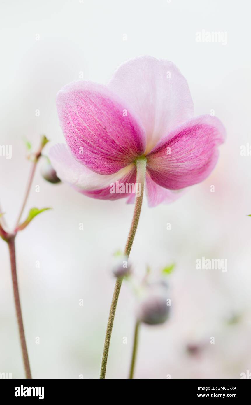 Japanese pink flower hi-res stock photography and images - Alamy