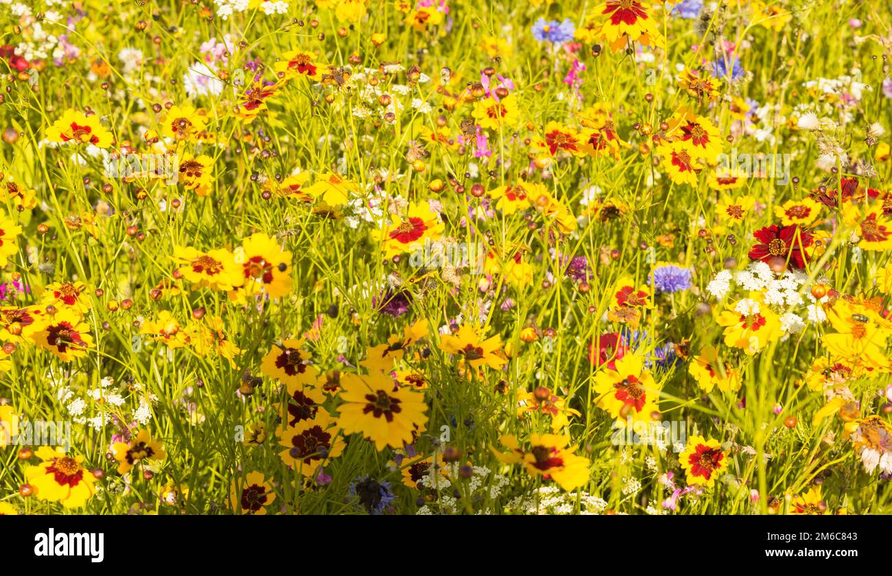 Amazing flower field Stock Photo - Alamy