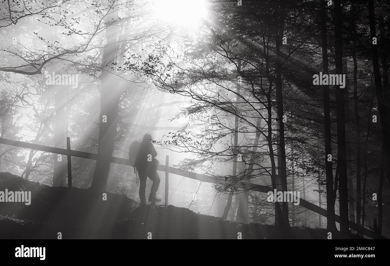 Man wandering into the forest Stock Photo - Alamy