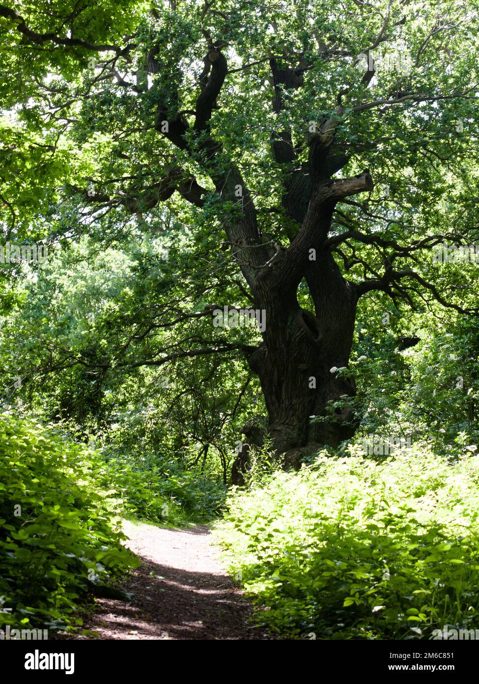 Tree canopy leaves bark texture above in forest with light Stock Photo ...