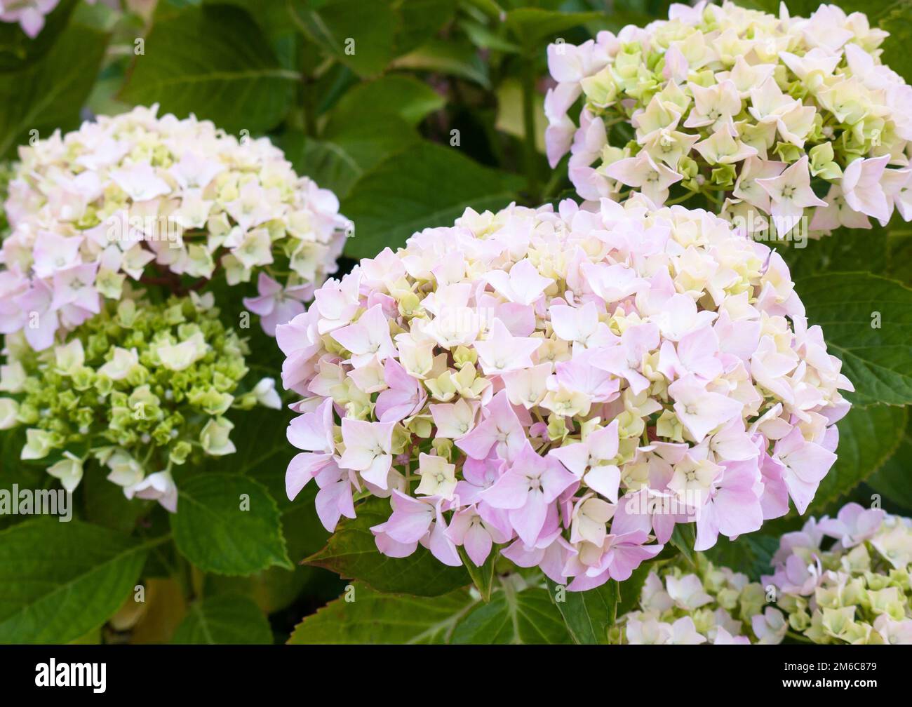 Beautiful white hydrangea flower heads with green leaves background ...