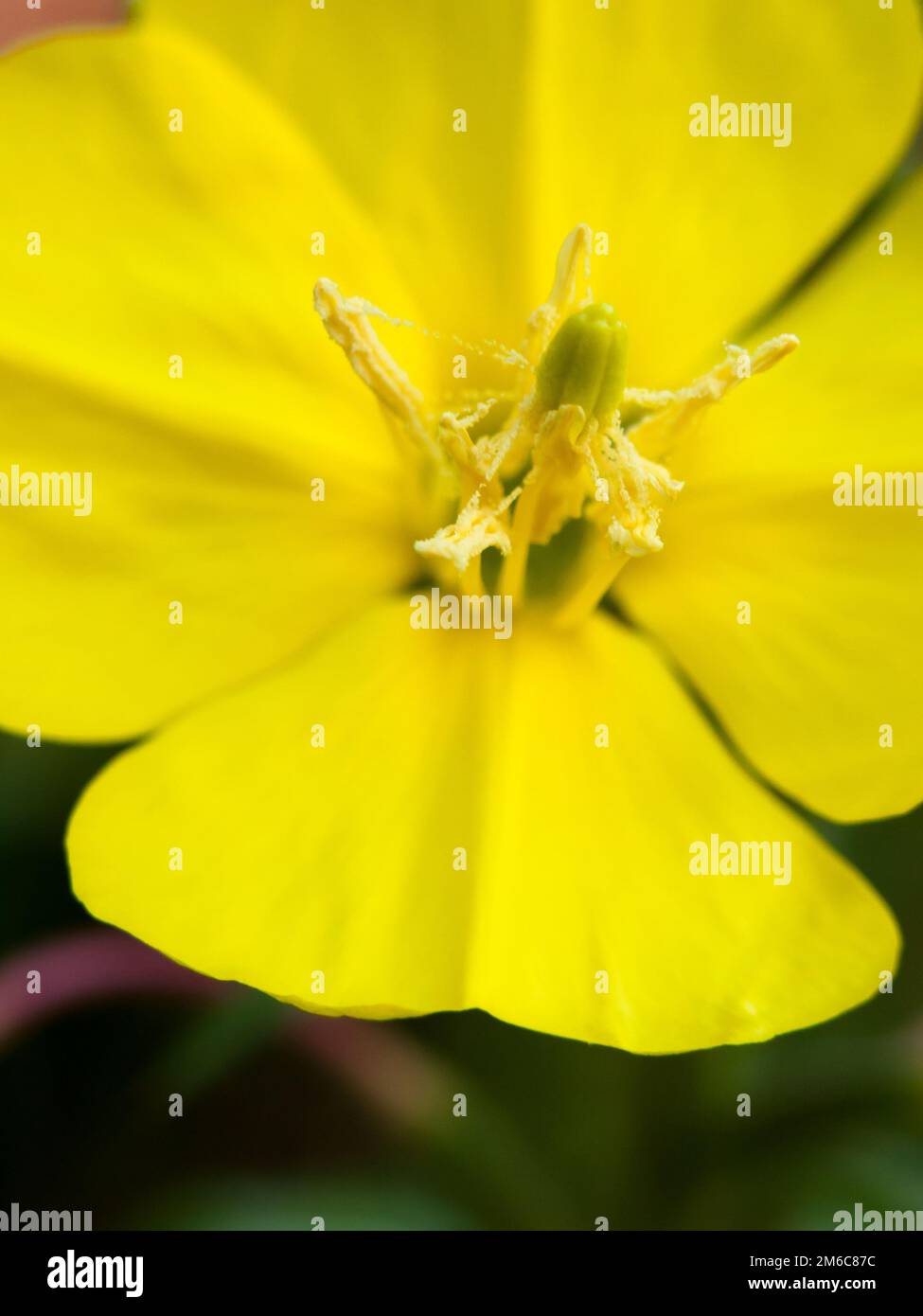 Petals and stamen hi-res stock photography and images - Alamy