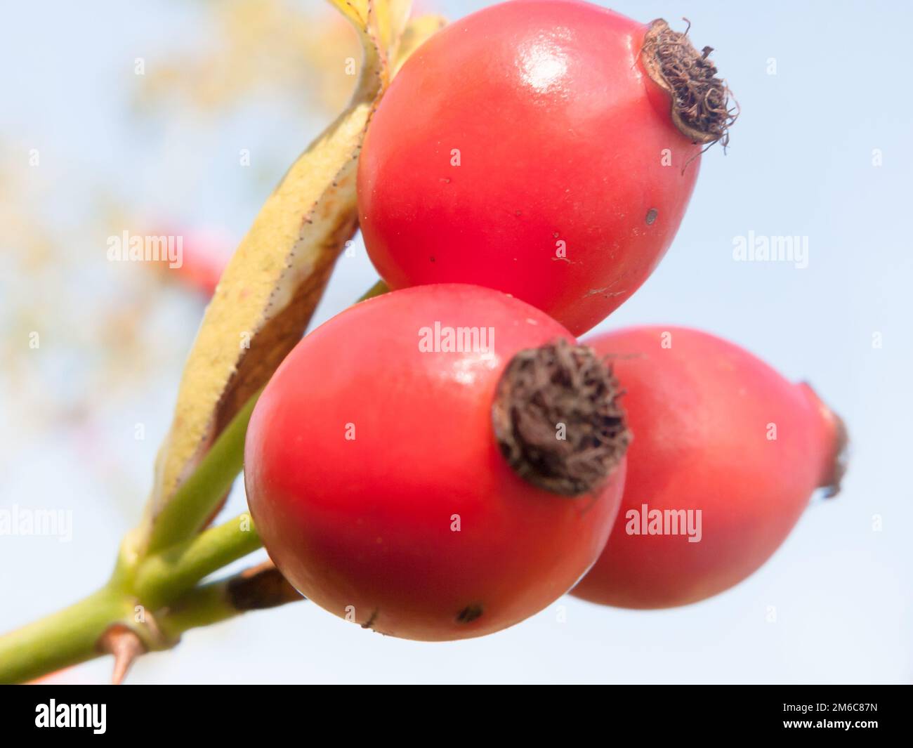 Close up rose hips red ripe rosa canina Stock Photo - Alamy