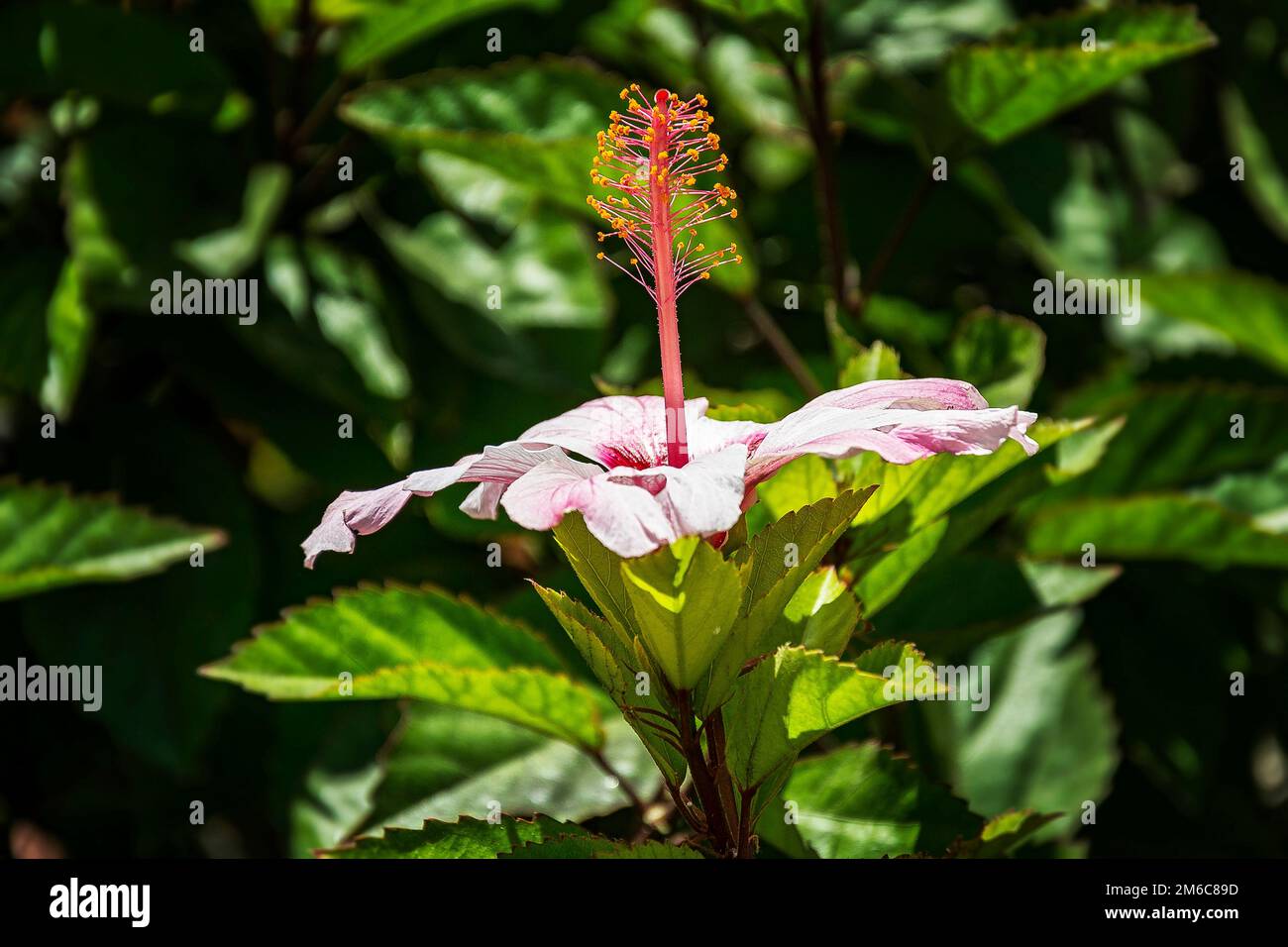 The flower of white-purple color grows vertically upwards Stock Photo ...