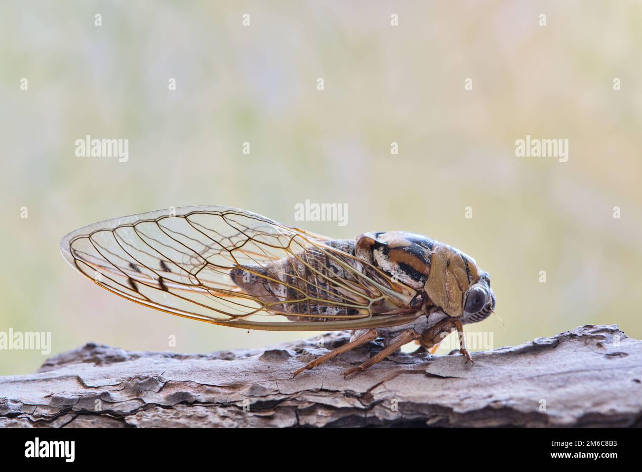 Western Dusk Singing Cicada (Megatibicen resh) sitting on tree bark in ...