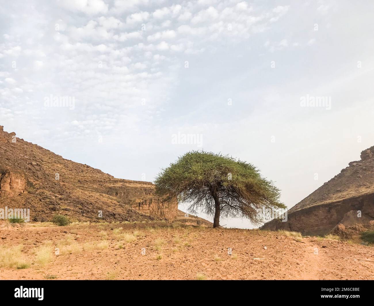 Mauritania, Terjit Oasis, desert acacia Stock Photo - Alamy