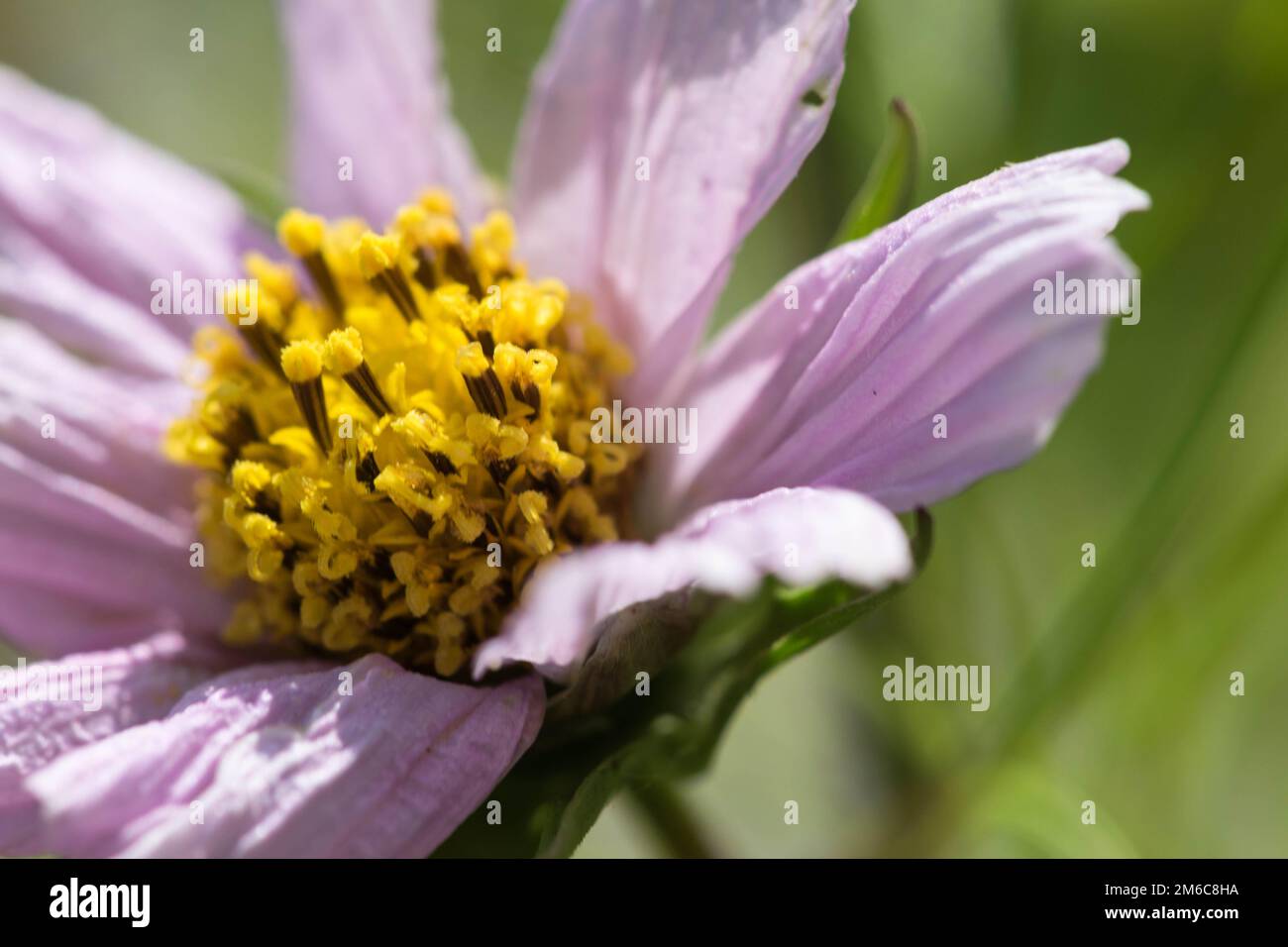 Wild flower stamens covered with pollen Stock Photo - Alamy