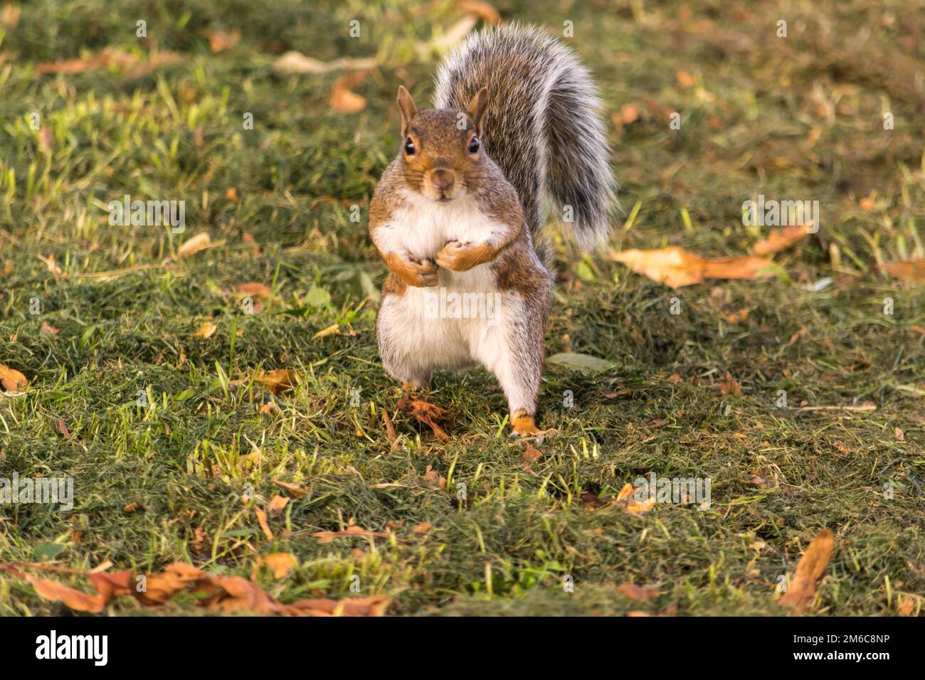 Eye contact with single adorable grey squirrel in a park Stock Photo ...