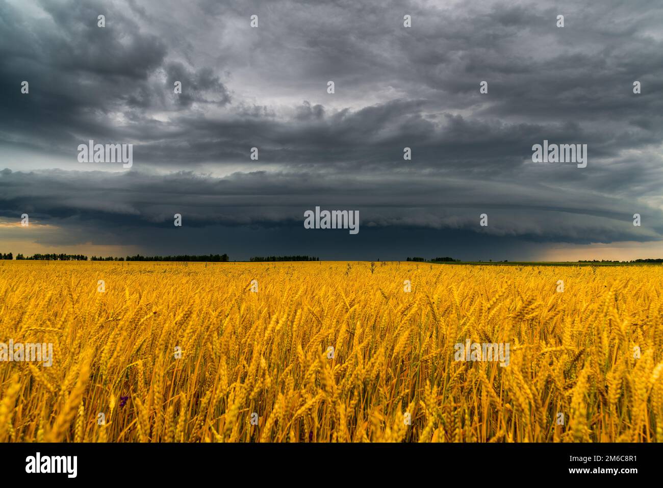 Round storm cloud over a wheat field. Russia Stock Photo - Alamy