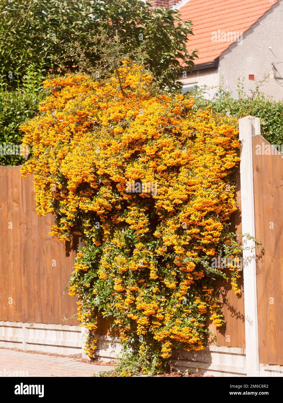 Small orange berries hi-res stock photography and images - Alamy