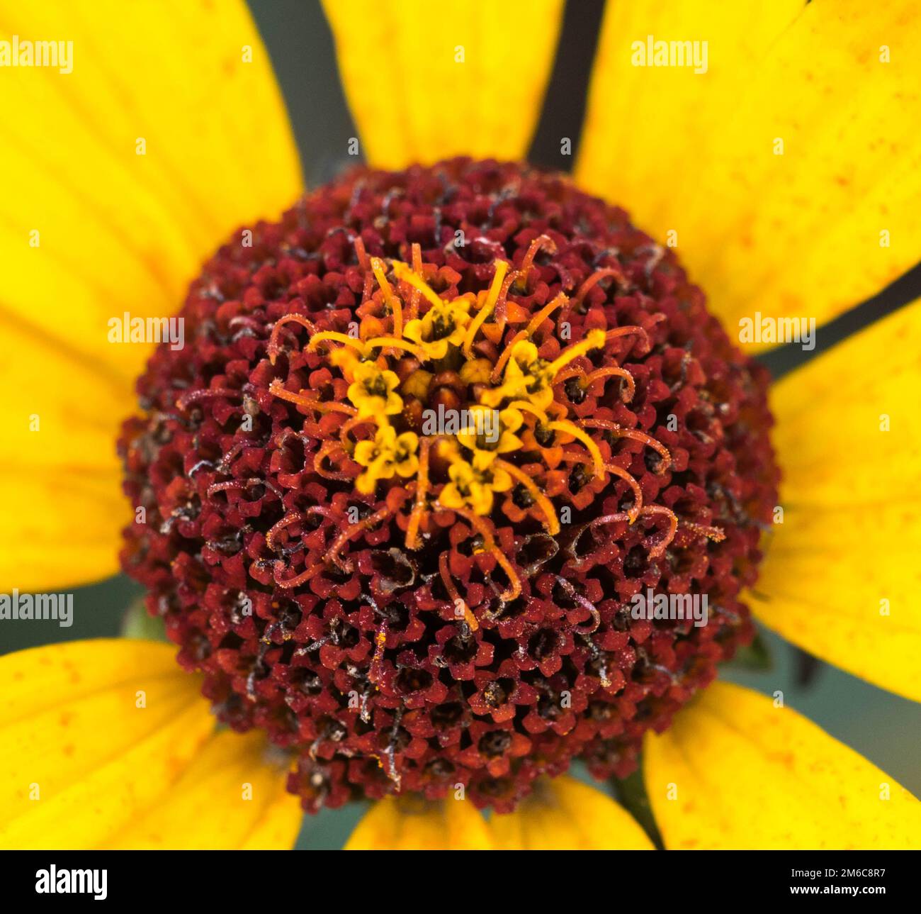 Macro shot of Blooming buds bright garden flower of gaillardia Stock ...