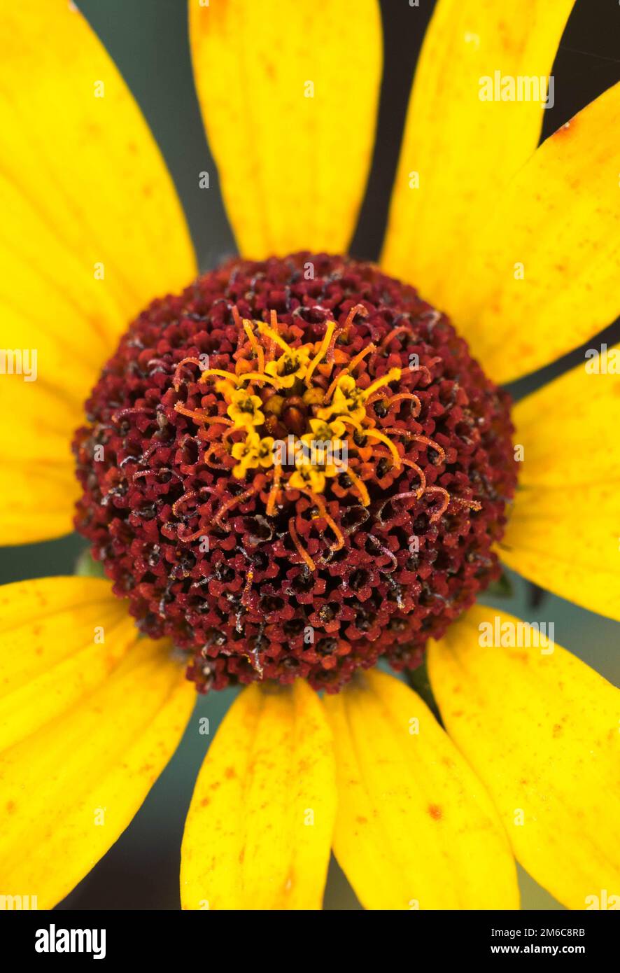 Macro shot of Blooming buds bright garden flower of gaillardia Stock ...