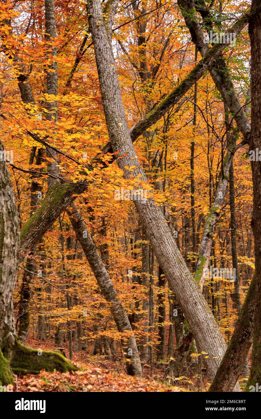 Beautiful autumn forest Stock Photo - Alamy