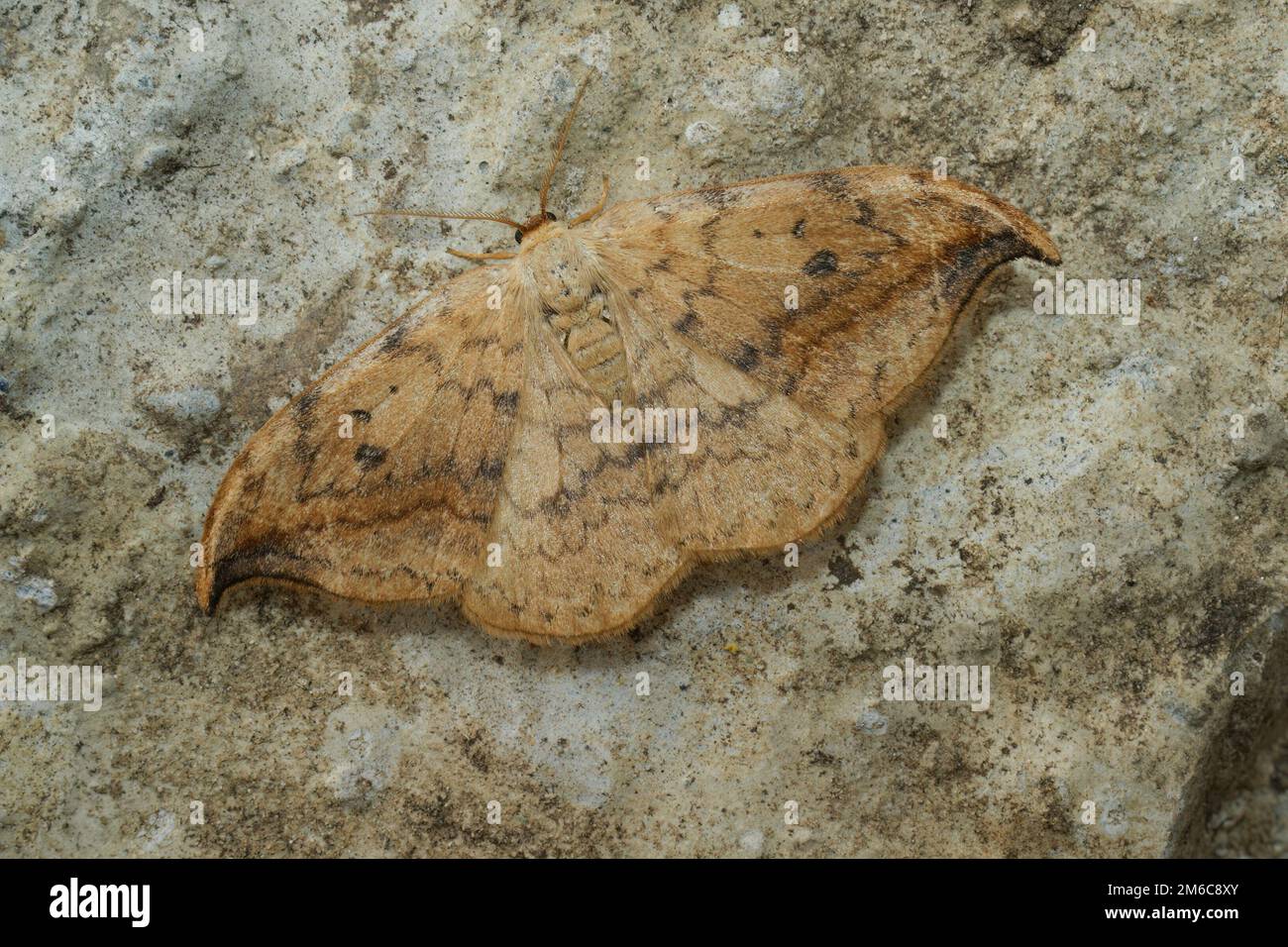 Drepana hi-res stock photography and images - Alamy