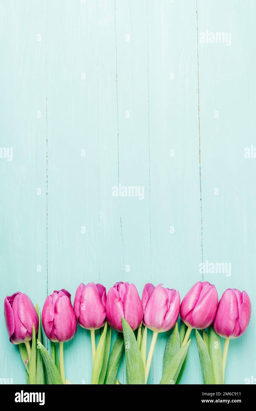 Purple tulips on turquoise wooden table. Spring holidays concept. Top ...