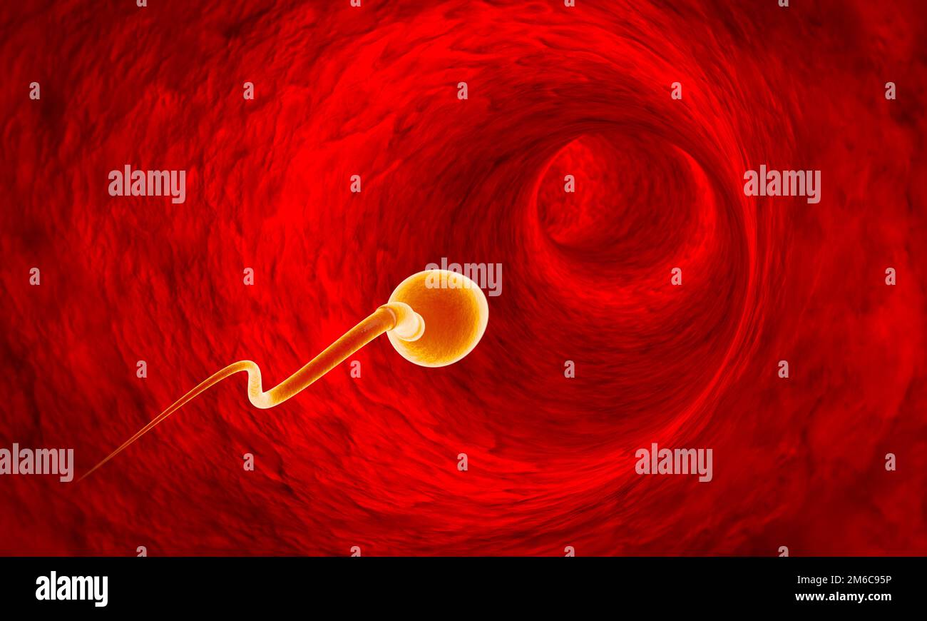 Movement of the spermatozoa through the fallopian tubes. Sperm ...