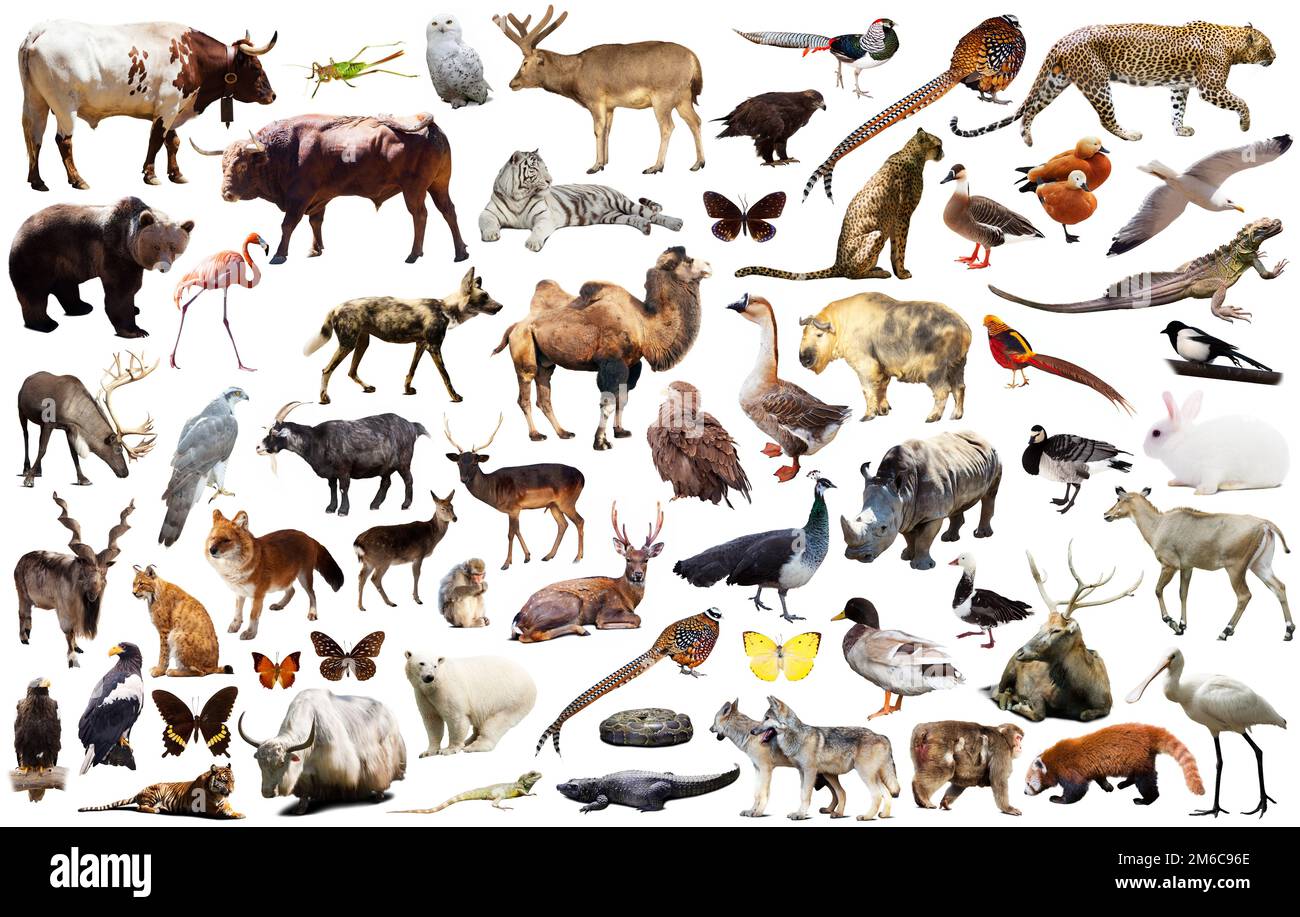 animal collection asia Stock Photo - Alamy