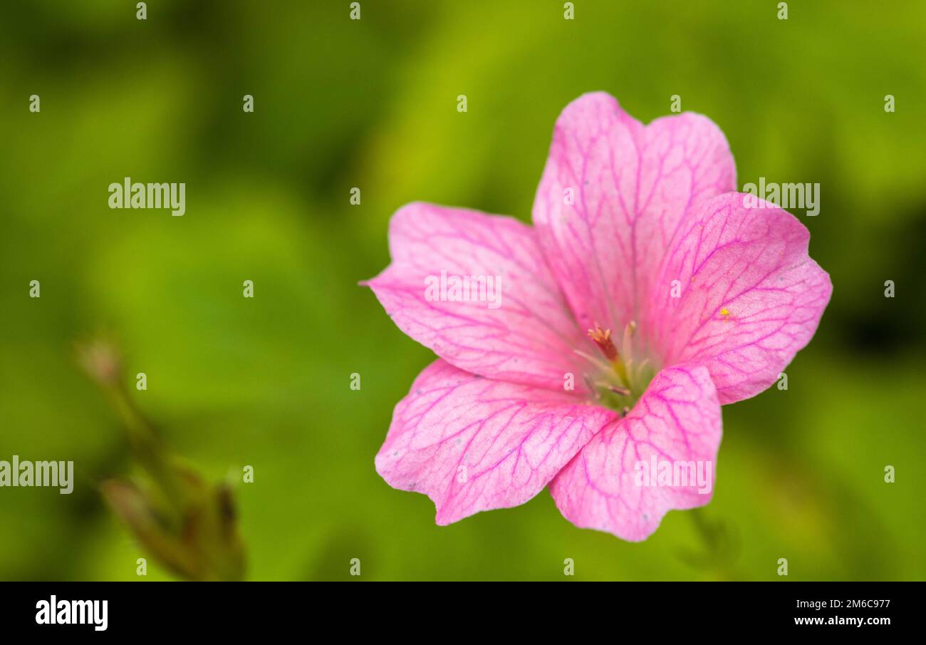 Colorful blooming pink flower Stock Photo - Alamy