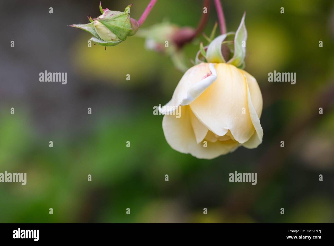 Beautiful yellow rose closeup Stock Photo - Alamy