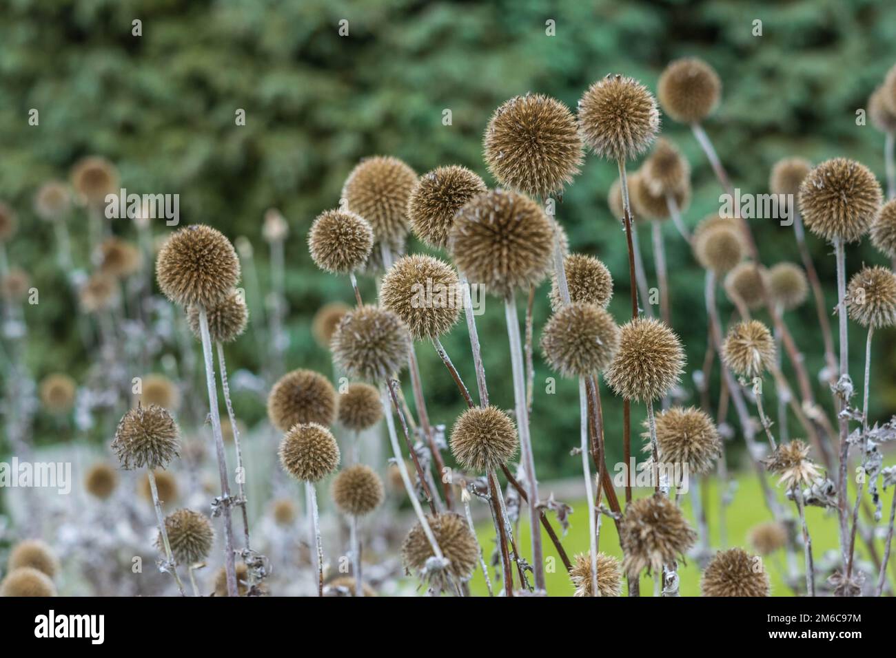 Close up view of Thistle field Stock Photo - Alamy
