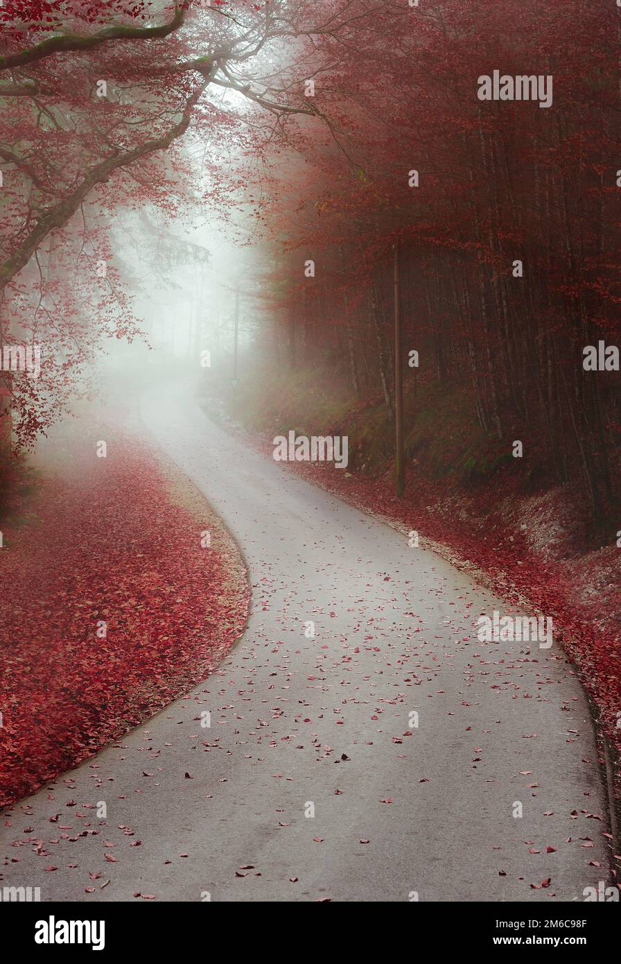Misty road through hi-res stock photography and images - Alamy