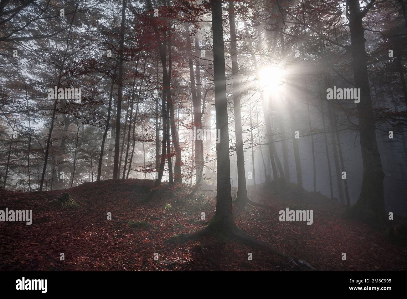 Morning sun rays through a dark forest Stock Photo - Alamy