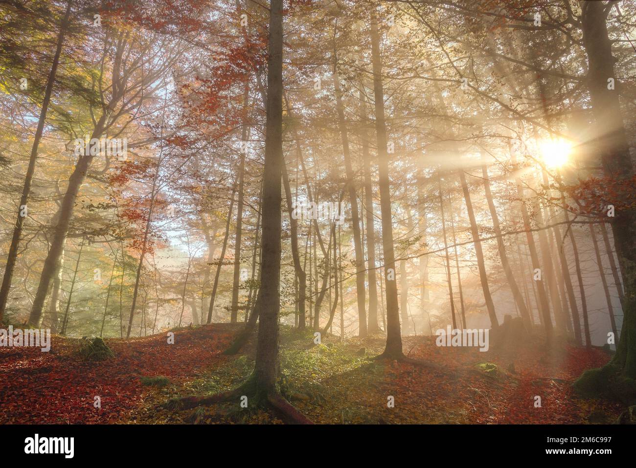 Sun rays through a misty autumn forest Stock Photo - Alamy