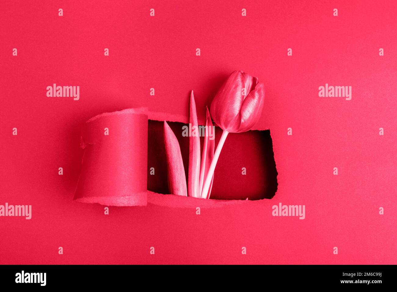 Red tulip flower in a hole in torn paper. Viva magenta background Stock ...
