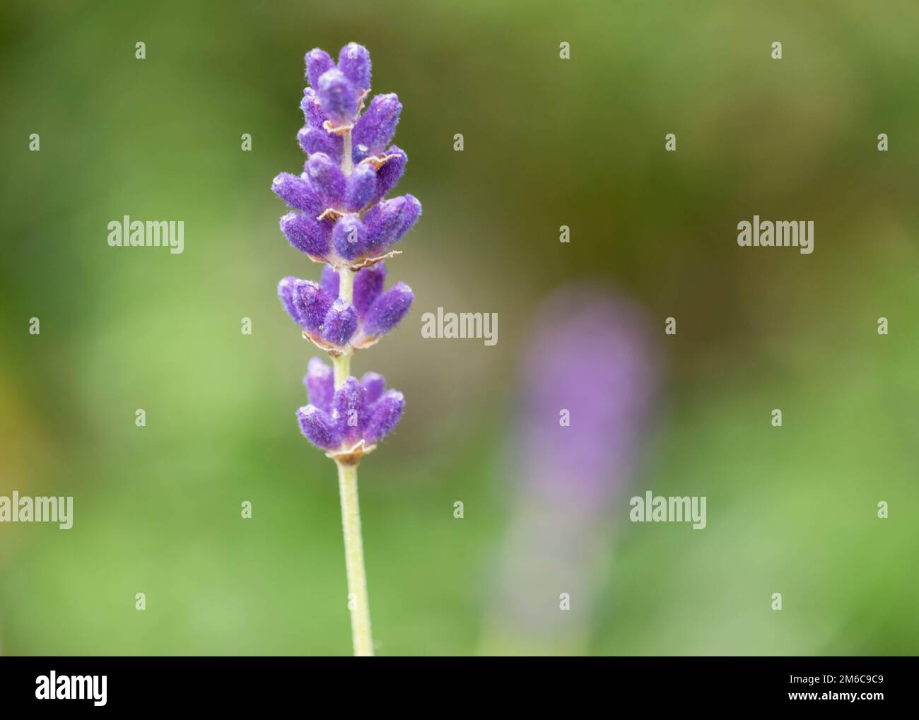 Lavandula angustifolia hidcote flower hi-res stock photography and ...