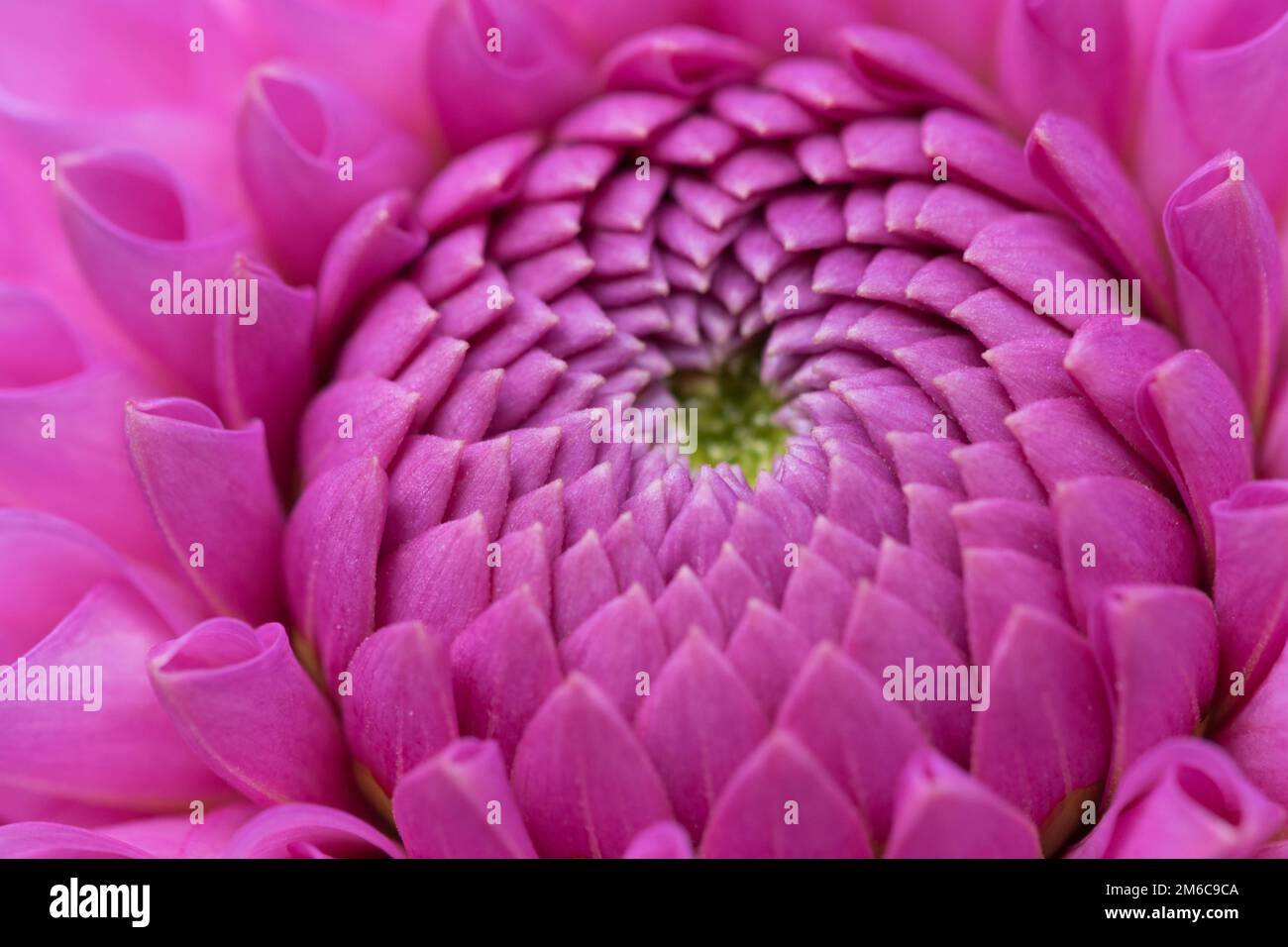 Dahlia Mary's Jomanda close up Stock Photo - Alamy