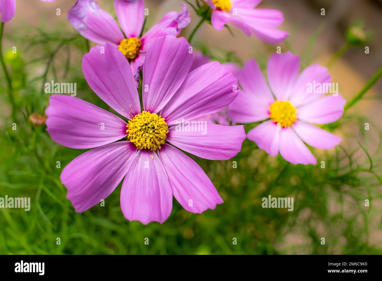 Sensation; Cosmos Bipinnatus; Fully Bloomed Pink Cosmos at Garden in ...