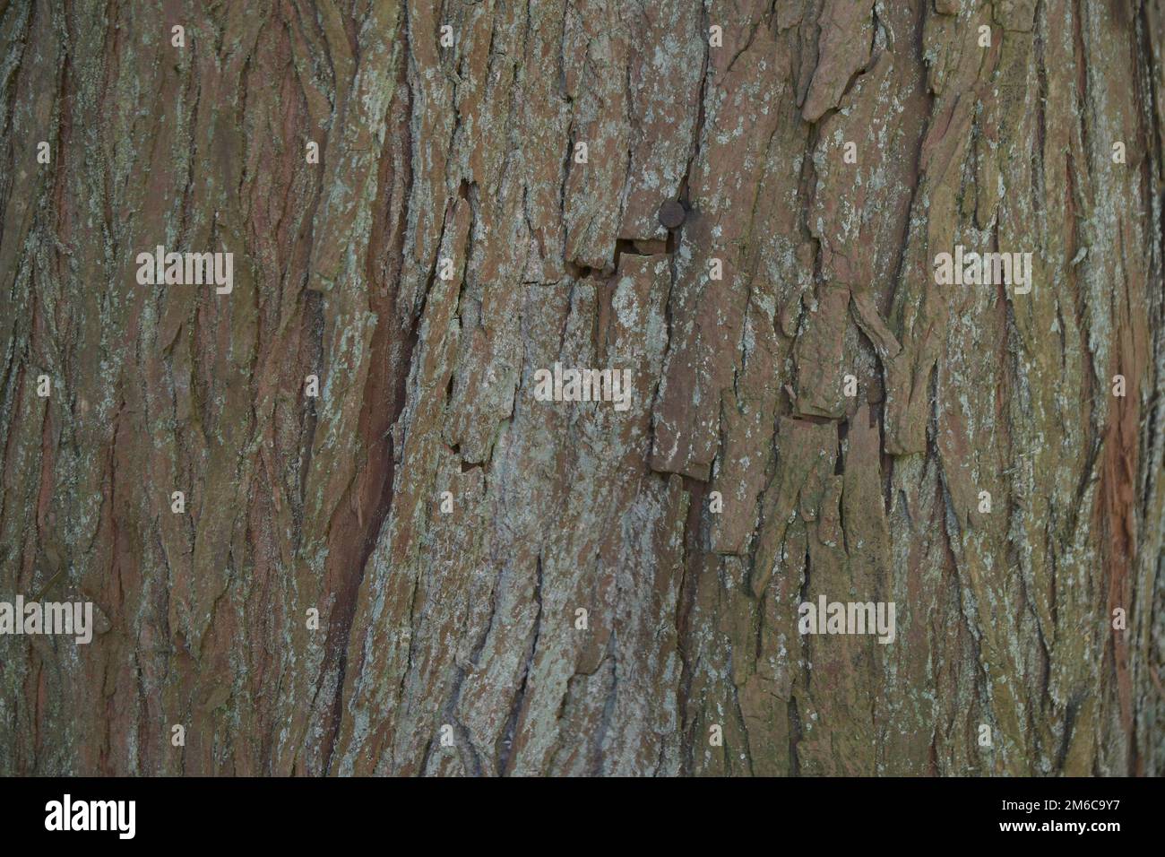 Nail texture hi-res stock photography and images - Alamy