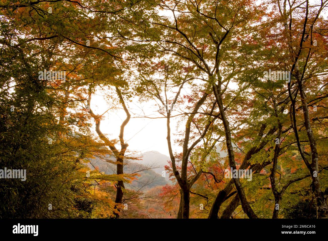 The Fall Color Leaves at the Yoro Waterfall in Gifu, Japan, November ...