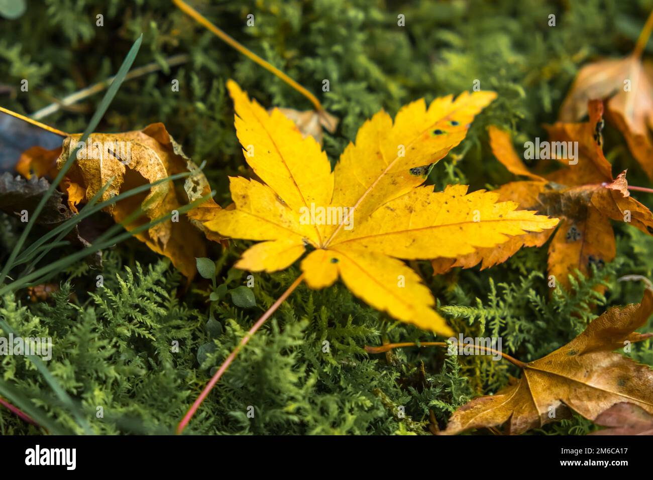Fall Color Maple Leaves at the Forest in Osaka, Japan Stock Photo - Alamy