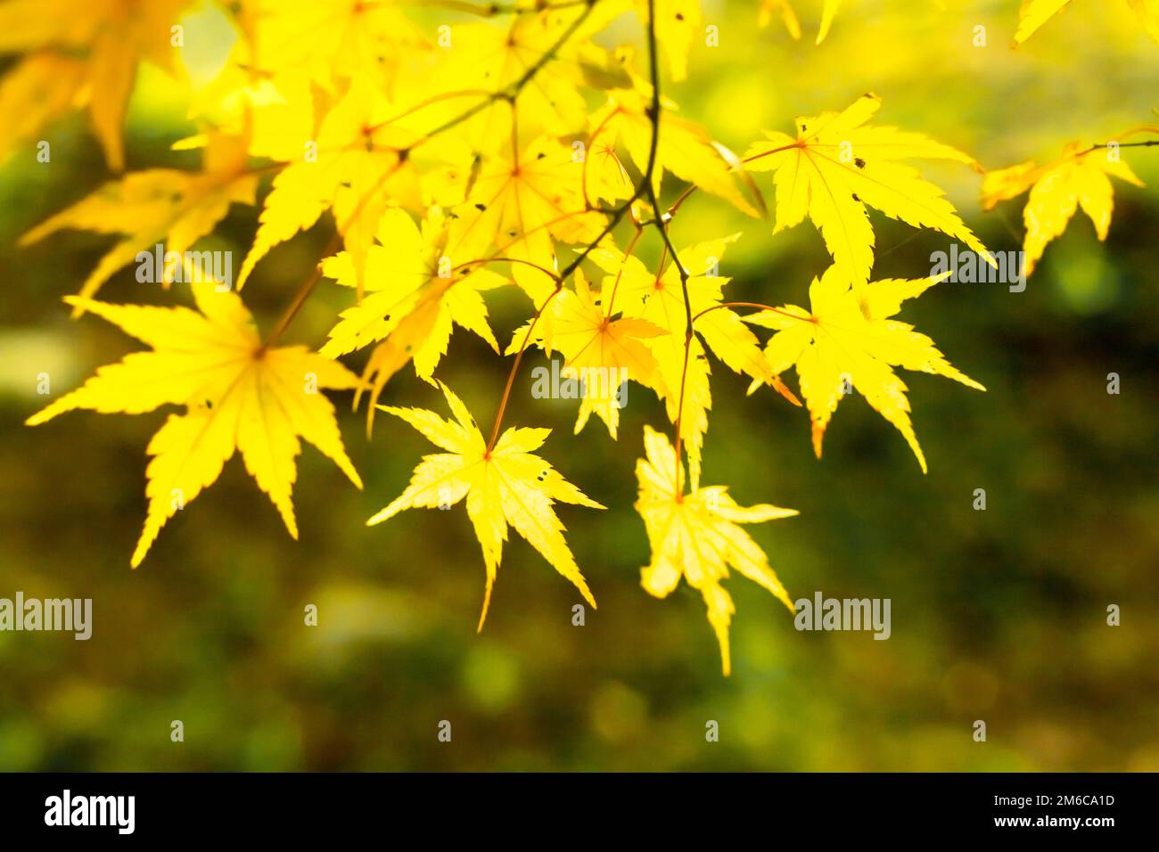 Fall Color Maple Leaves at the Forest in Aomori, Japan Stock Photo - Alamy