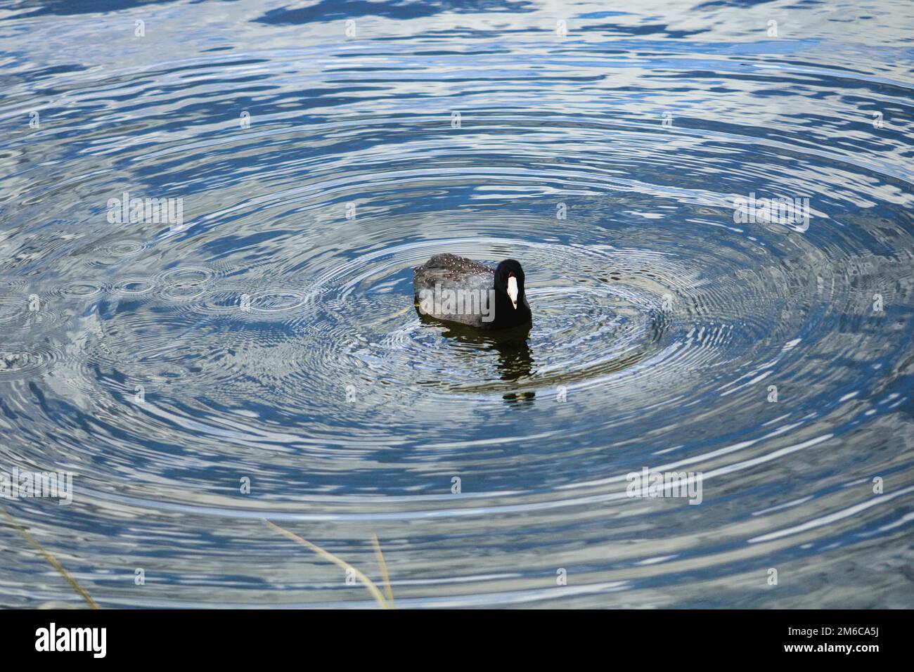 A closeup of a Coot duck swimming in a lake creating ripples Stock ...
