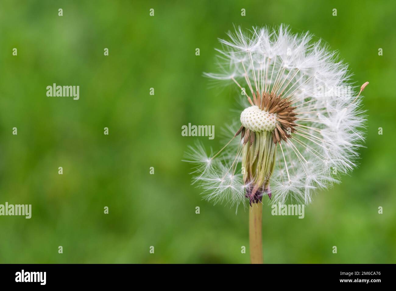 Incomplete flower hi-res stock photography and images - Alamy