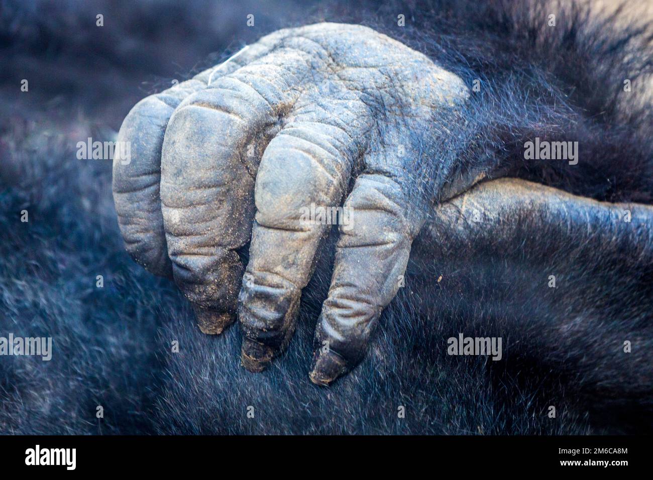 Gorilla hand hi-res stock photography and images - Alamy