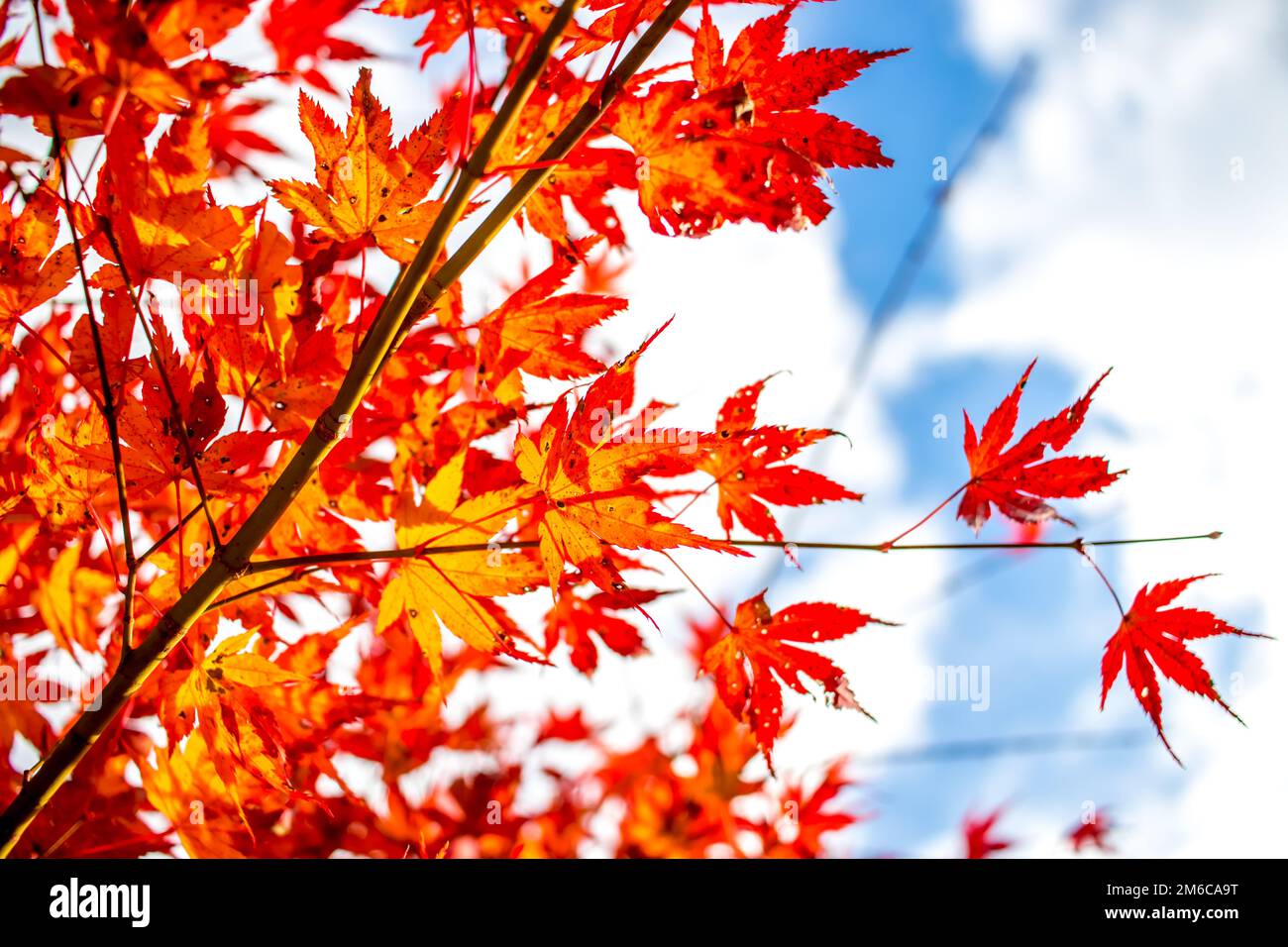 Fall Color Maple Leaves at the Forest in Sendai, Miyagi, Japan Stock ...