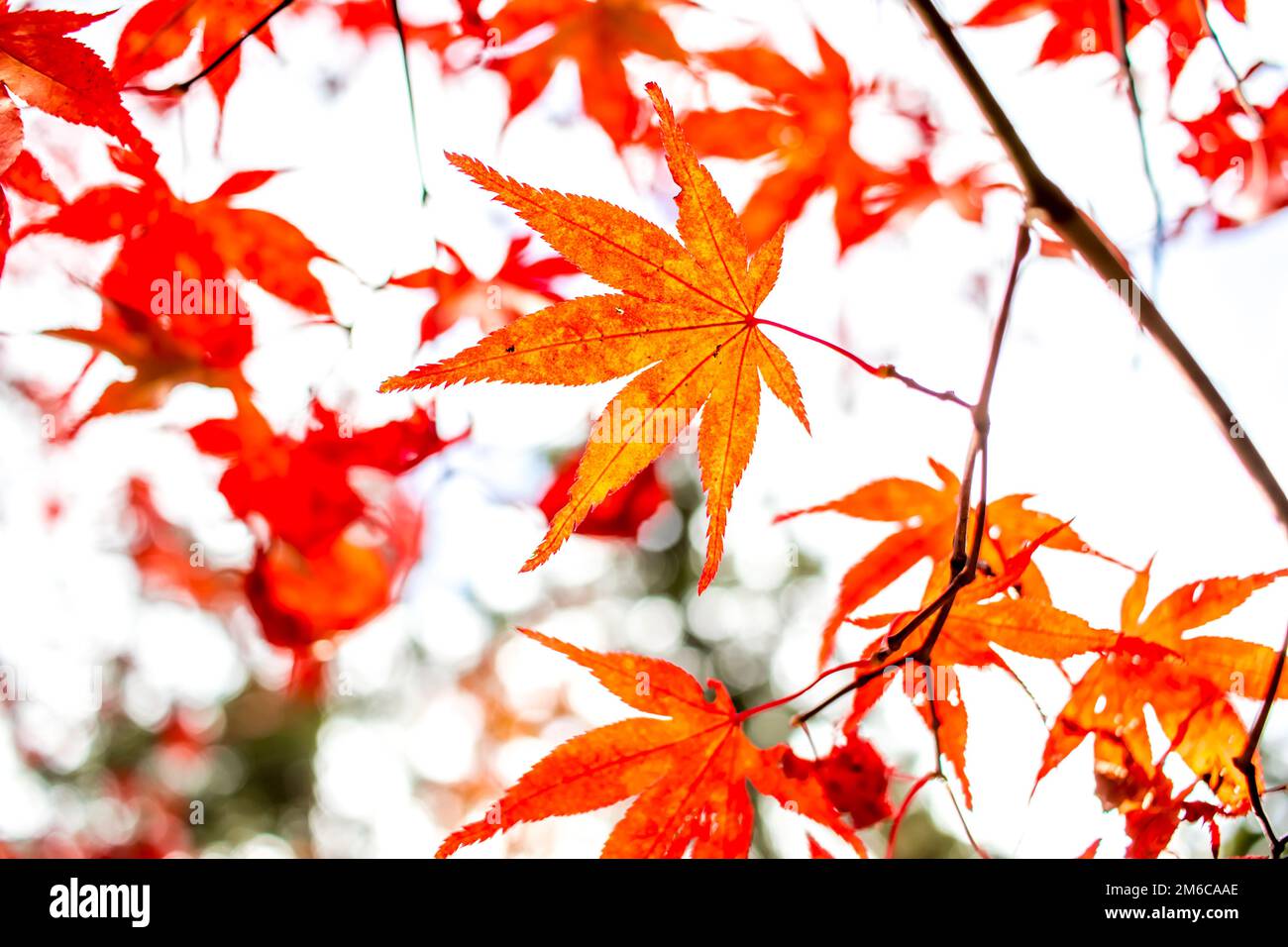 Fall Color Maple Leaves at the Forest in Kumamoto, Japan Stock Photo ...