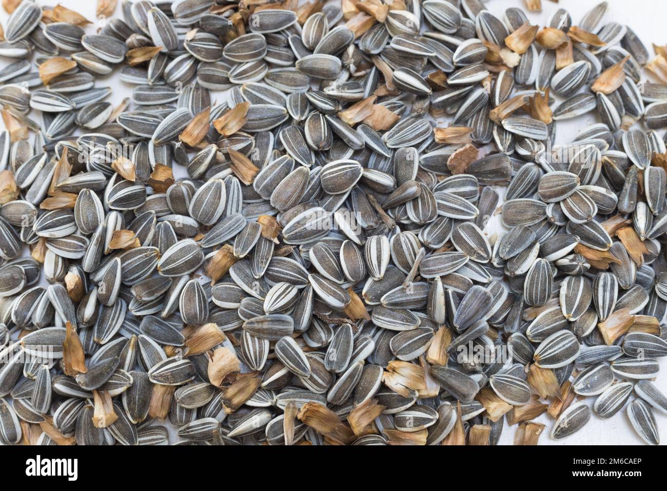 Raw sunflower seeds close up Stock Photo - Alamy
