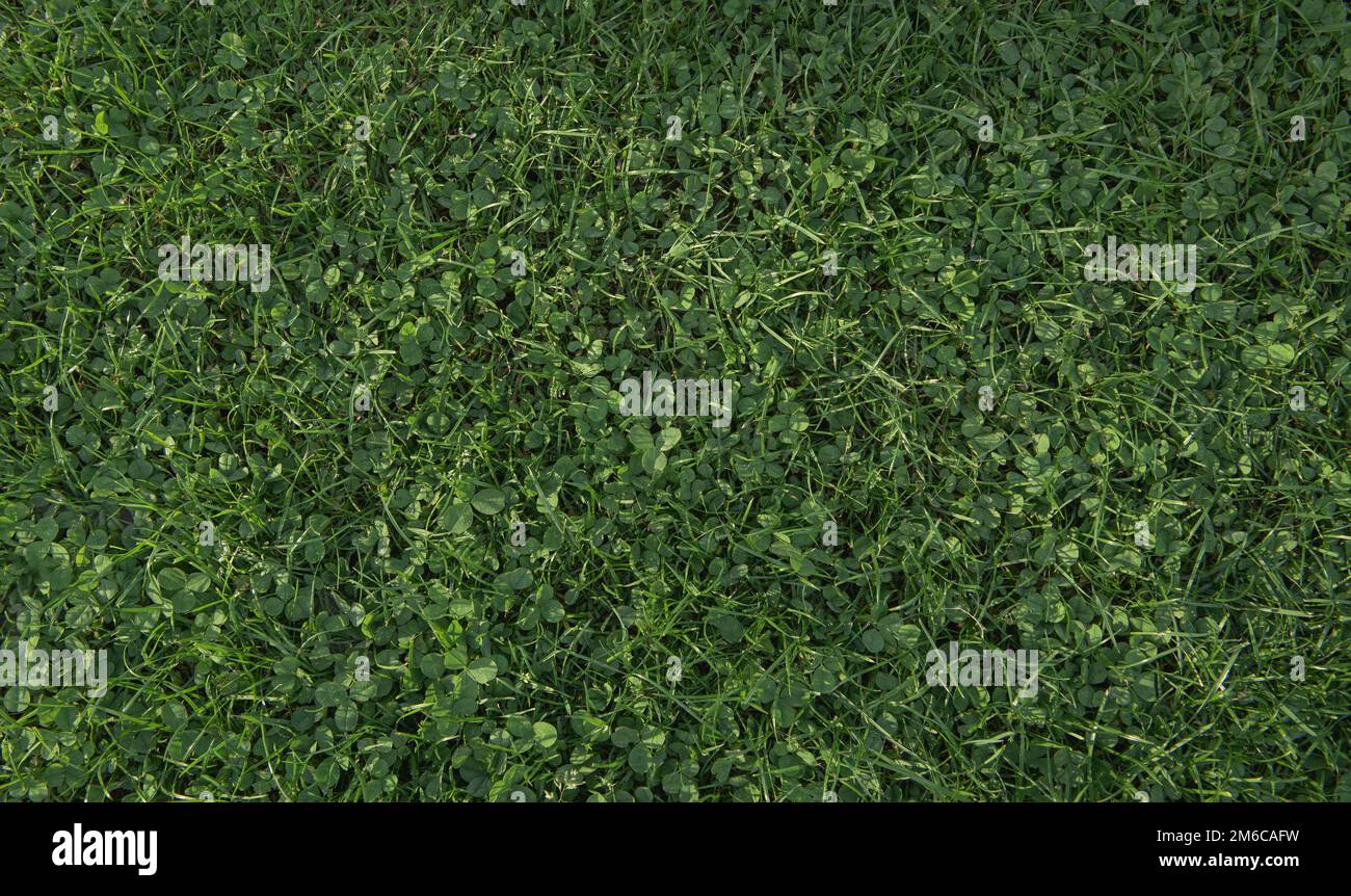 Lawn clover hi-res stock photography and images - Alamy