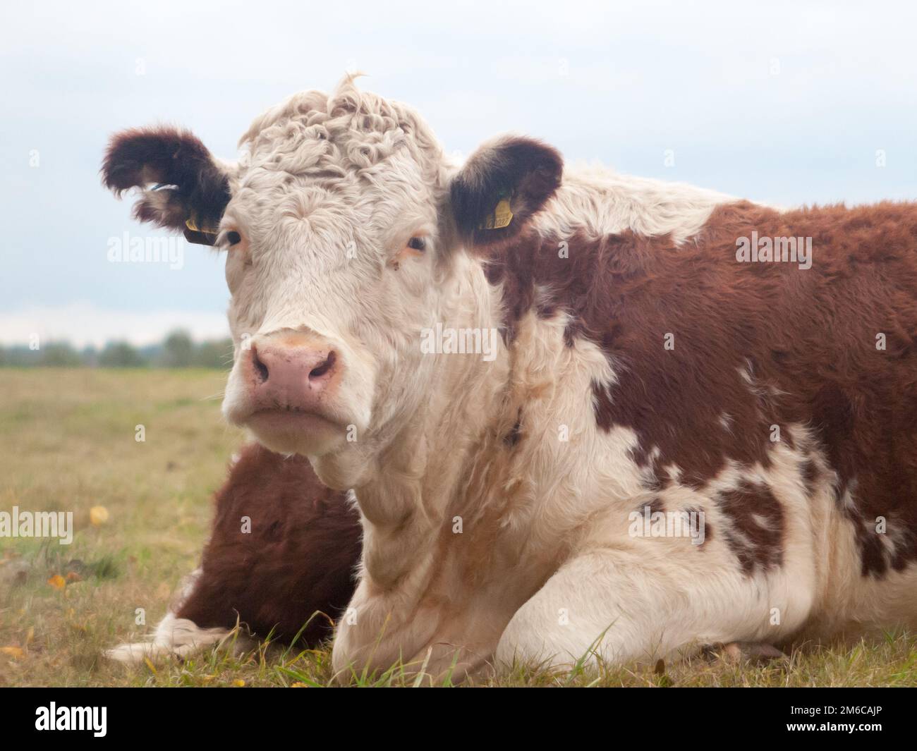 Close up cow face hi-res stock photography and images - Alamy